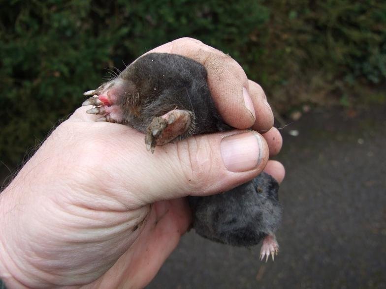 How to remove moles from your yard